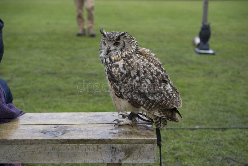 159 Nasse Eule Fotos - Kostenlose und Royalty-Free Stock-Fotos von ...