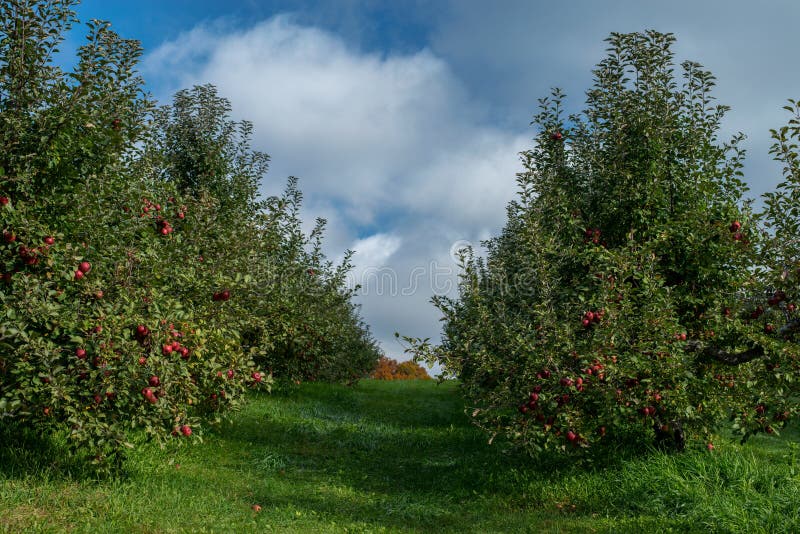 Apple-boom Met Gerijpte Appelen In Een Boomgaard Stock Foto ...