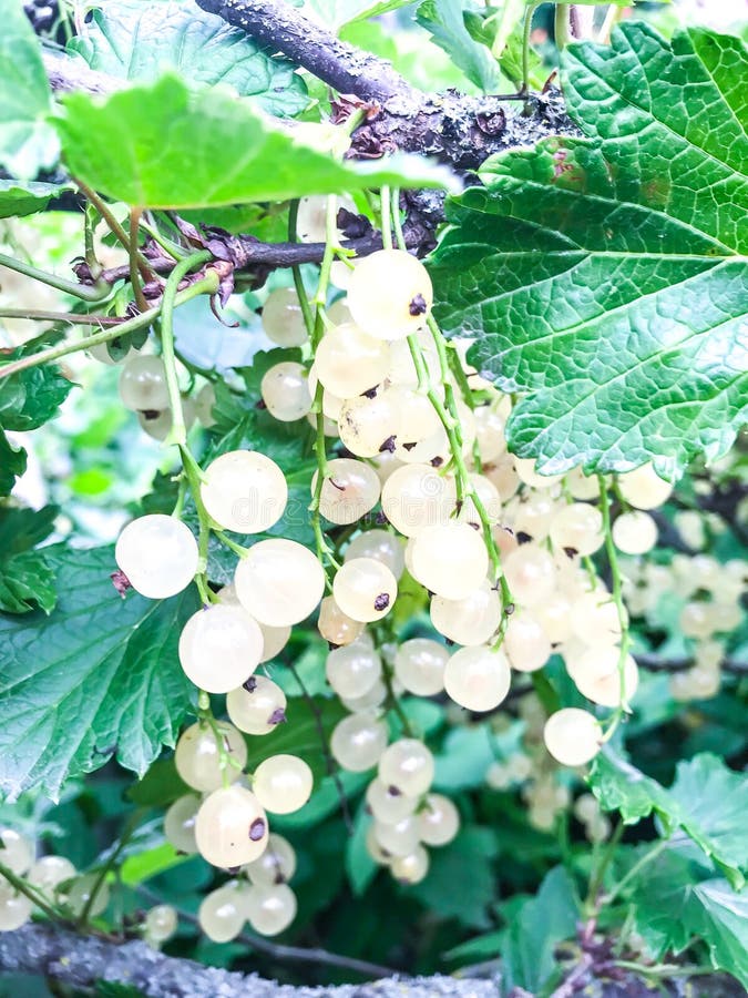 Gerijpte Bessen Van Witte Aalbes Op Struik Stock Afbeelding ...