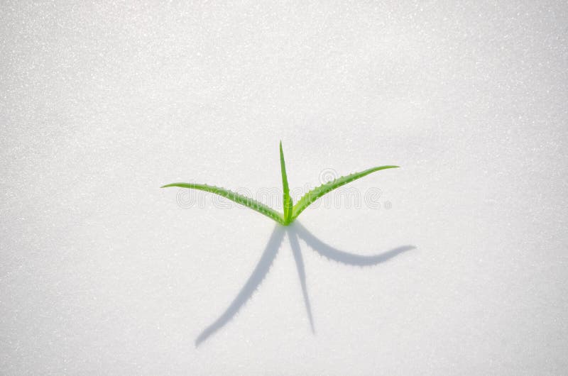 The germ stock image. Image of leaf, fragile, cold, live - 23215835