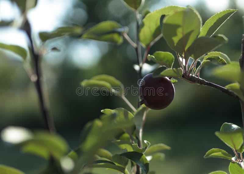 The Germ of an Apple on a Branch on a Background of Blurred Bush Stock ...