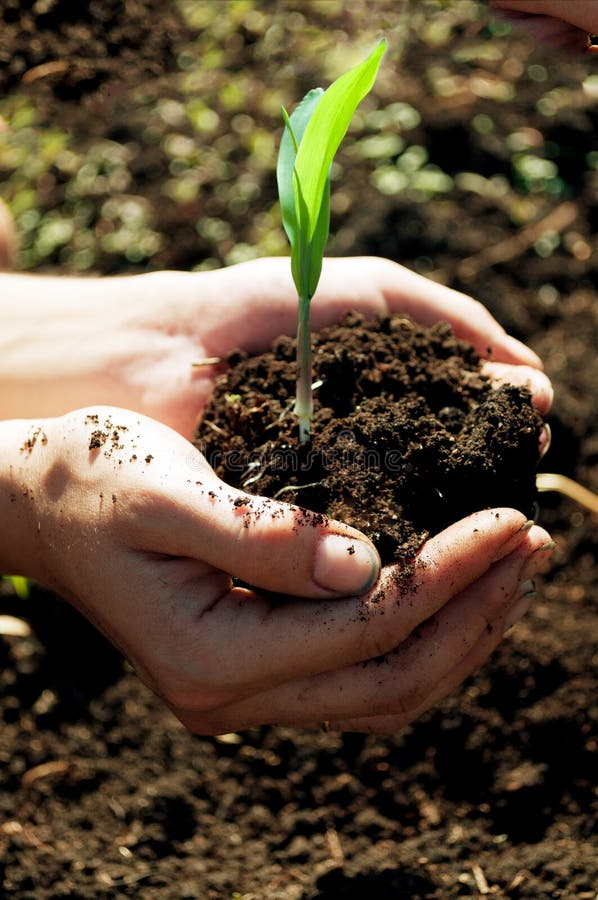 Germ in the hands stock photo. Image of shoot, hand, start - 19792188
