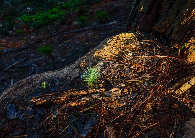 Germ of pine trees stock image. Image of light, germ - 150372561