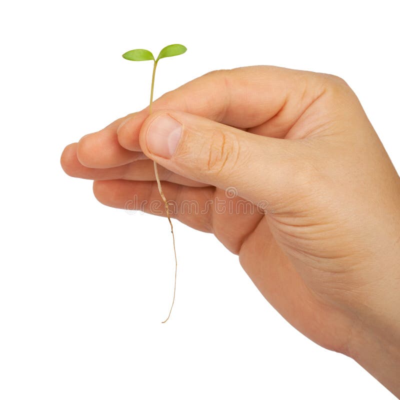 Germ of wheat germ stock photo. Image of leaf, soybean - 60179796