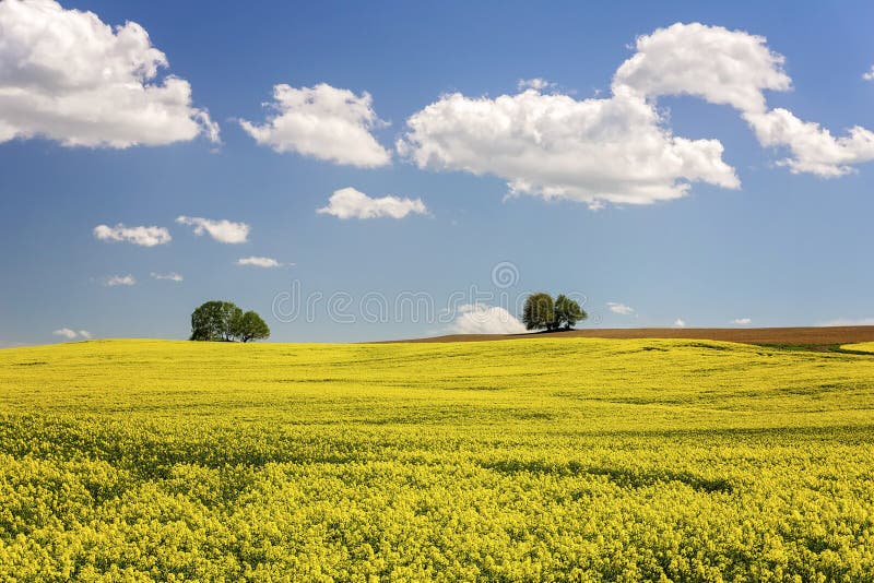 German Agriculture Landscape Stock Photo - Image of cultivated ...