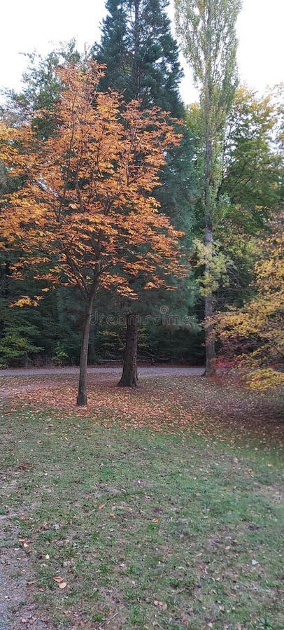German autumn forest stock photo. Image of forest, deciduous - 200554706
