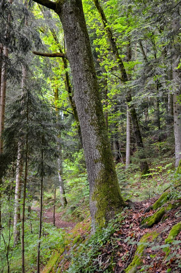 German bavarian forest stock photo. Image of pick, highlands - 31134020