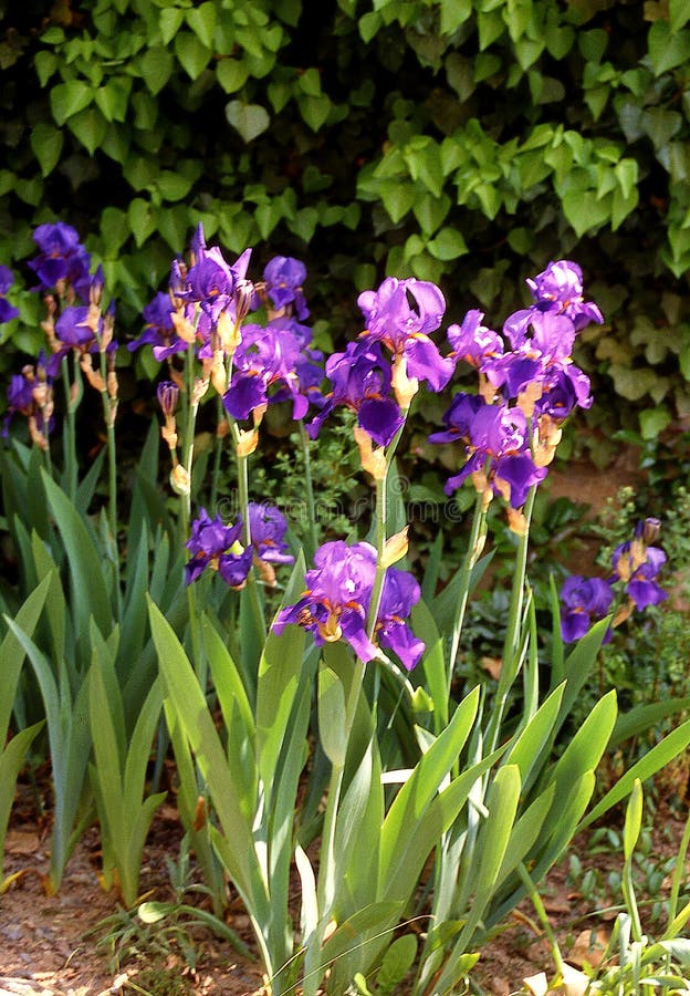 The German Bearded Iris Iris Ã— Germanica, Also Known As the Knight`s ...