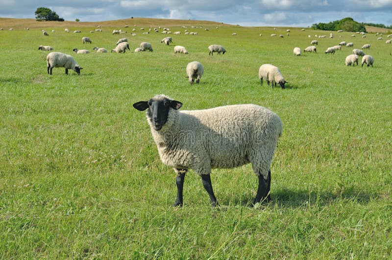 German Blackhead Sheep stock photo. Image of flock, lamb - 103596840