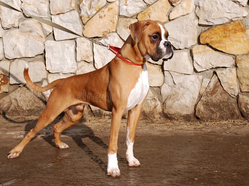 German Boxer Dog with Two Little Kittens Stock Image - Image of group ...