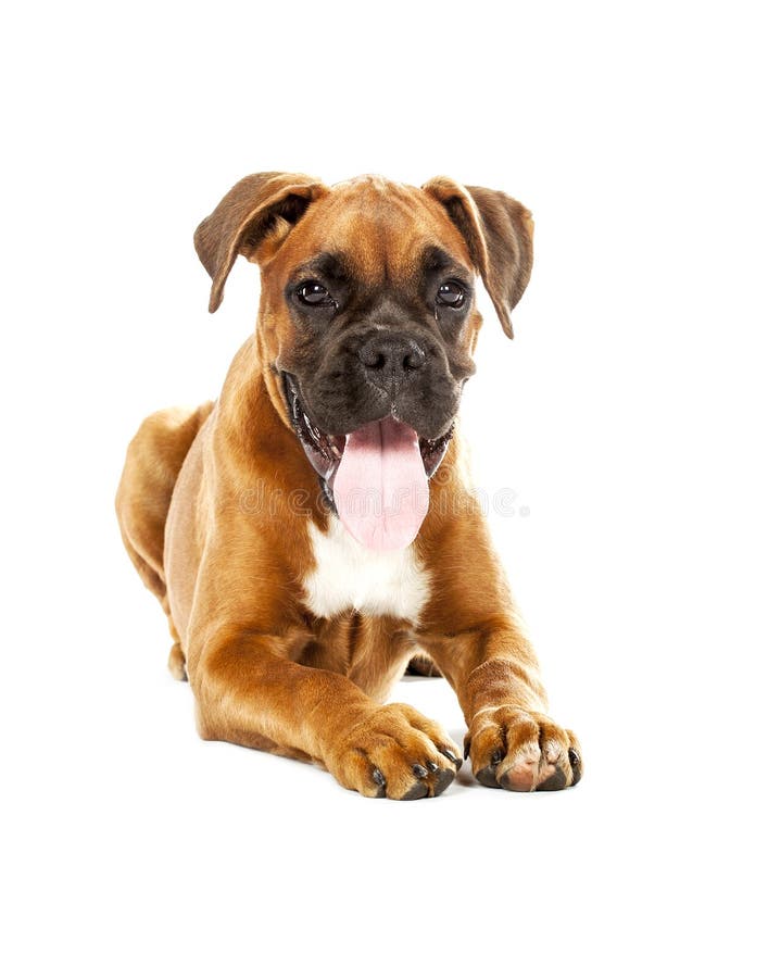 Hiding covering eye dog stock image. Image of frightened - 26906589