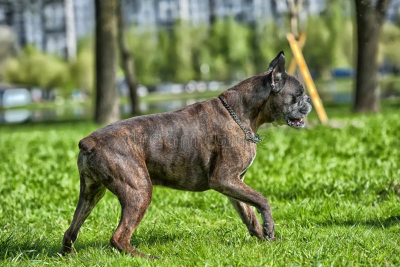 German Boxer with Cropped Ears Playing Stock Image - Image of canine ...
