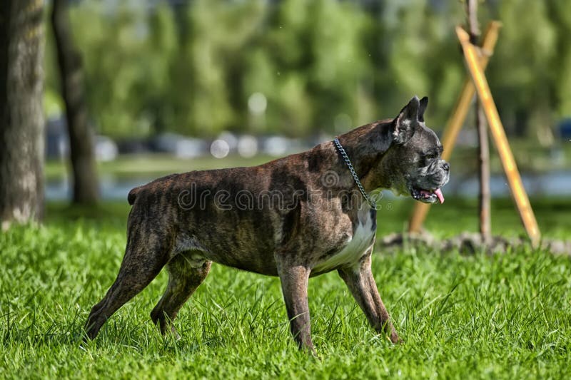 German Boxer with Cropped Ears Playing Stock Image - Image of brindle ...