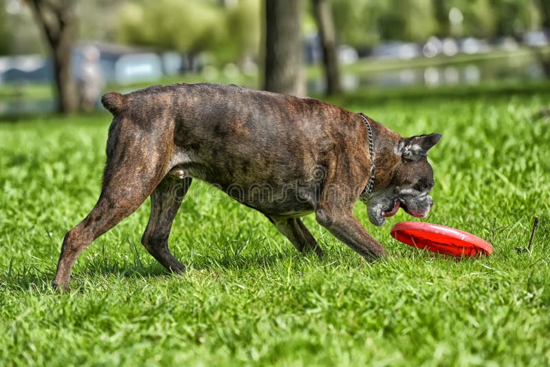 German Boxer with Cropped Ears Playing Stock Image - Image of head ...