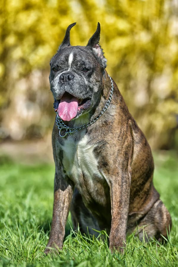 German Boxer with Cropped Ears Stock Image - Image of germandogs, green ...