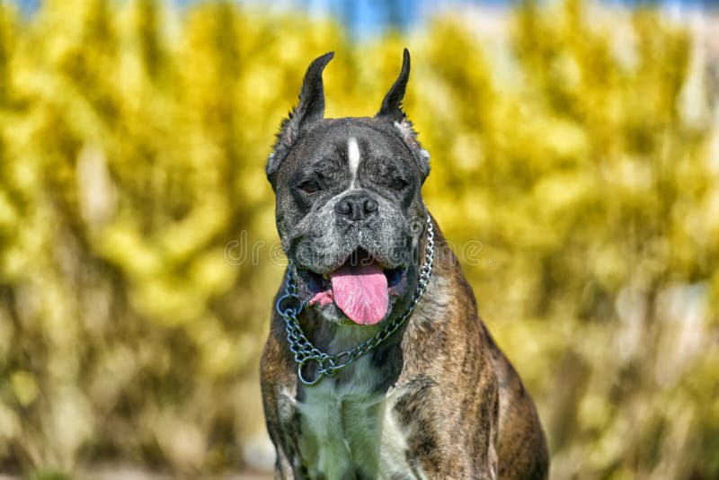 German Boxer with Cropped Ears Stock Image - Image of bull, germandogs ...