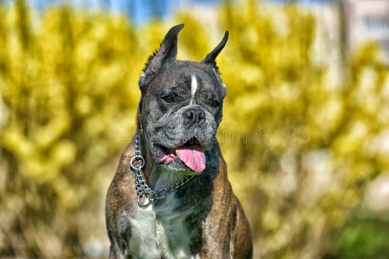 German Boxer with Cropped Ears Stock Photo - Image of alertness, german ...