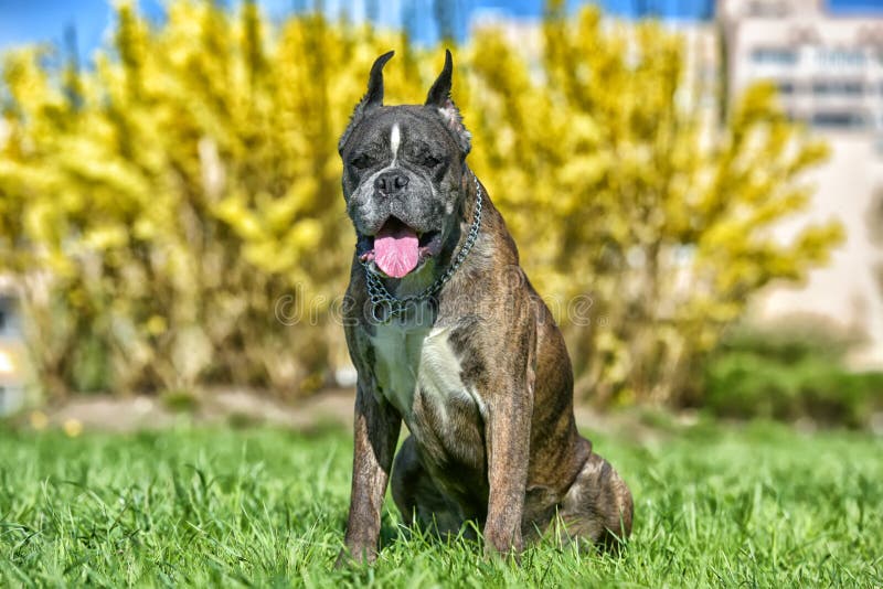 German Boxer with Cropped Ears Stock Image - Image of mammal, green ...
