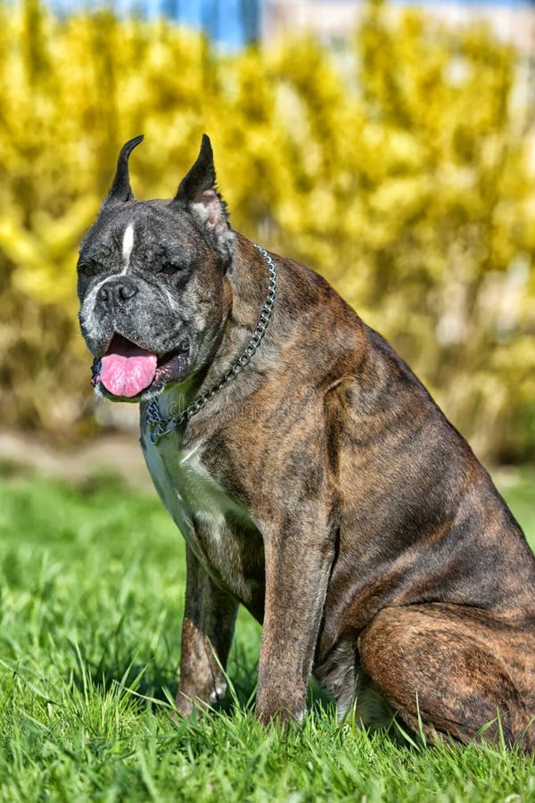 German Boxer with Cropped Ears Stock Photo - Image of cute, brindle ...