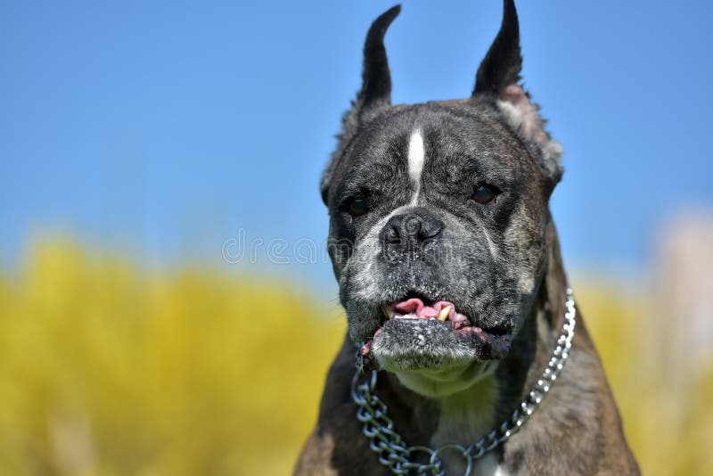 German Boxer with Cropped Ears Stock Photo - Image of animalthemes ...