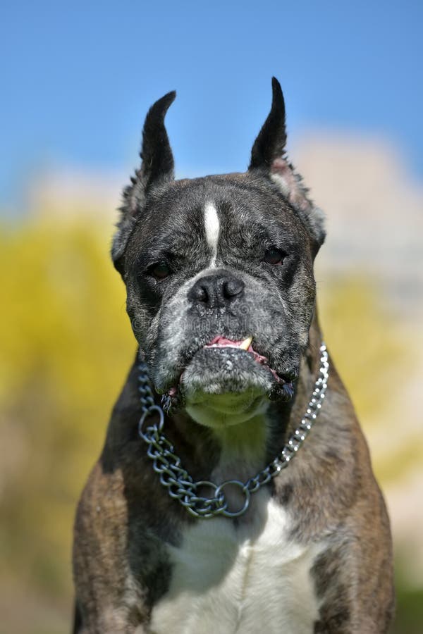 German Boxer with Cropped Ears Stock Image - Image of head, alertness ...