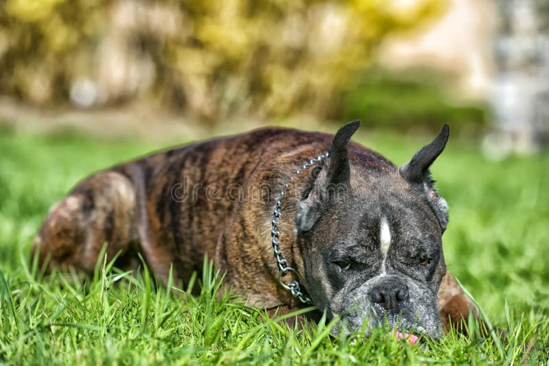 German Boxer with Cropped Ears Stock Image - Image of meadow, breed ...