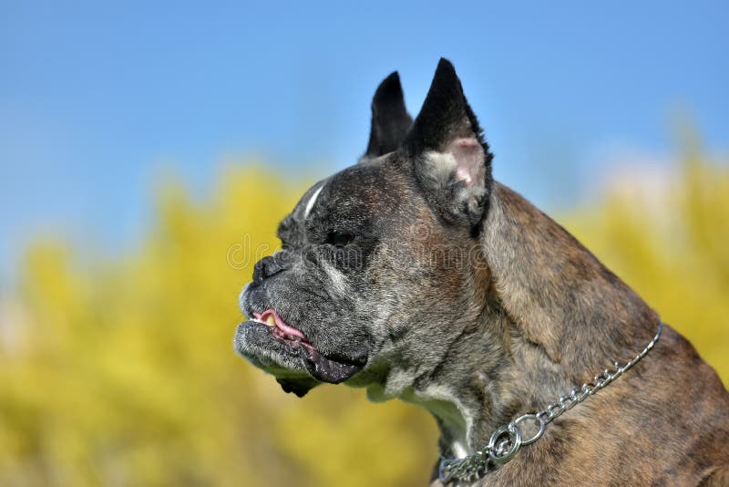 German Boxer with Cropped Ears Stock Photo - Image of bull, alertness ...