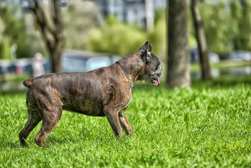 German Boxer with Cropped Ears Stock Photo - Image of germandogs ...