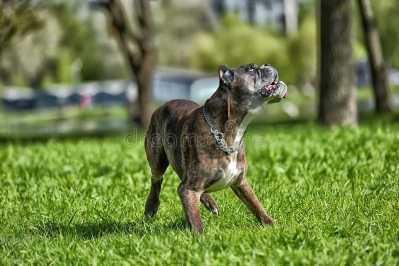 German Boxer with Cropped Ears Stock Image - Image of doggy, mammal ...