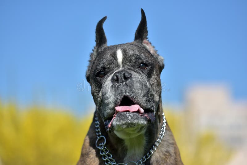 German Boxer with Cropped Ears Stock Photo - Image of animalsandpets ...