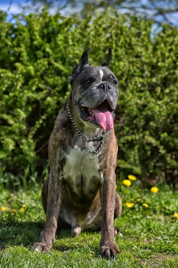 German Boxer with Cropped Ears Stock Photo - Image of animal ...