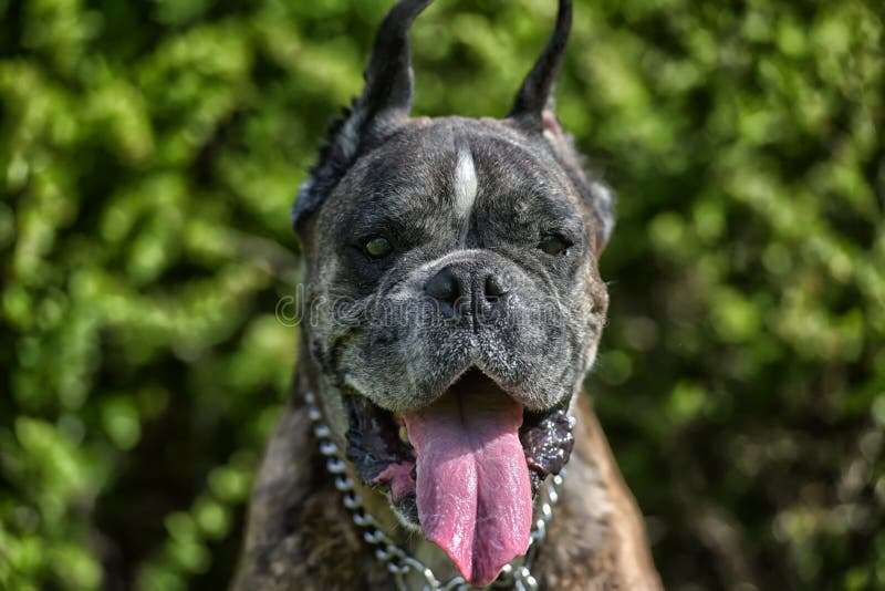 German Boxer with Cropped Ears Stock Image - Image of cute, breed: 93233033