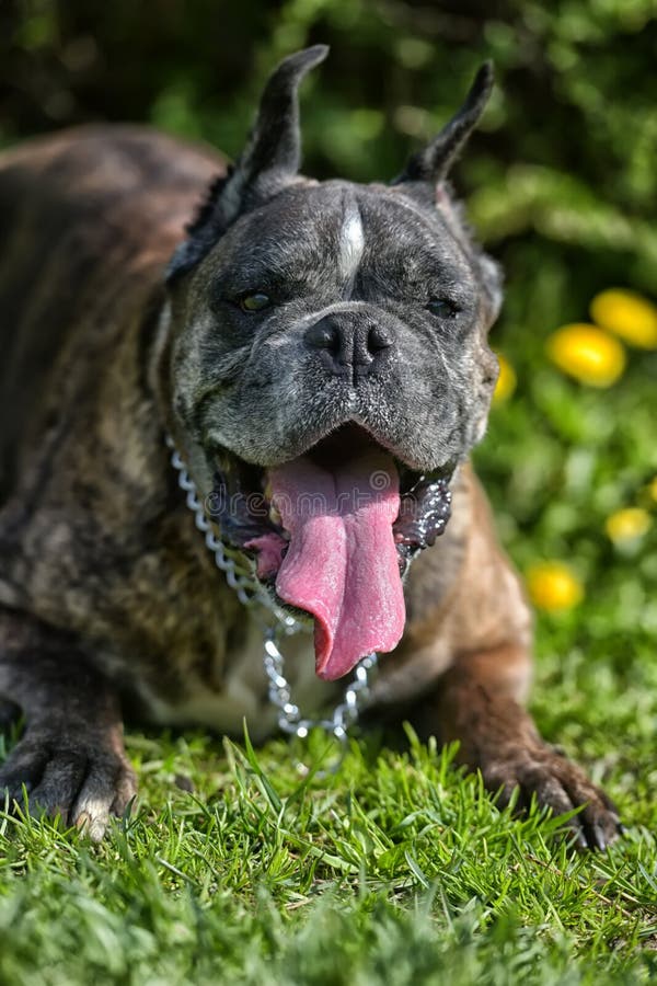 German Boxer with Cropped Ears Stock Image - Image of brown, boxer ...
