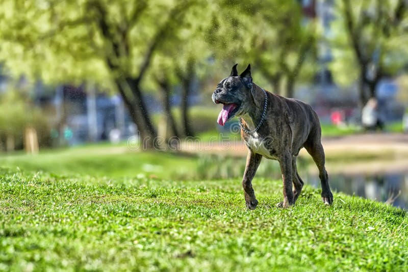German Boxer with Cropped Ears Stock Photo - Image of cropping, mammal ...