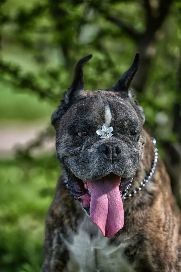 German Boxer with Cropped Ears Stock Image - Image of animalthemes ...