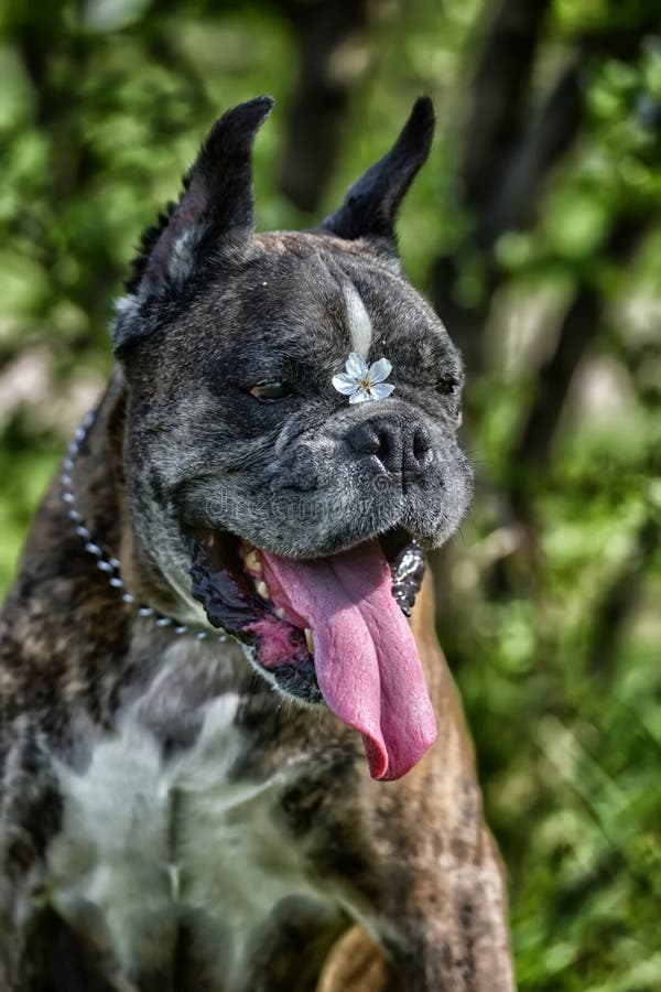 German Boxer with Cropped Ears Stock Photo - Image of dogscroppedears ...