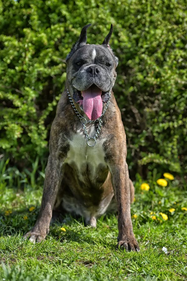 107 Boxer Dog Ear Cropping Stock Photos - Free & Royalty-Free Stock ...