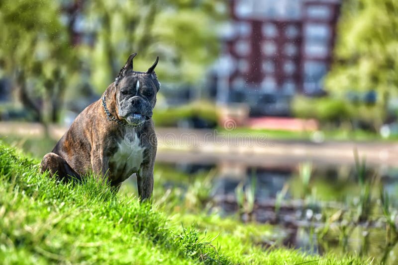 German Boxer with Cropped Ears Stock Image - Image of animalmuscle ...
