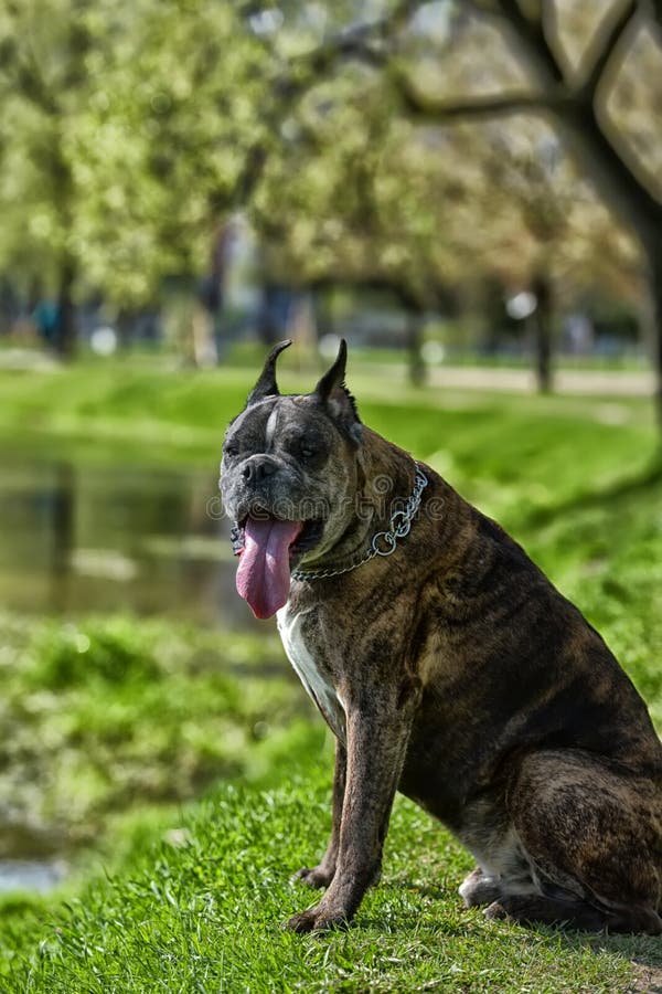 German Boxer with Cropped Ears Stock Image - Image of glance, cropped ...