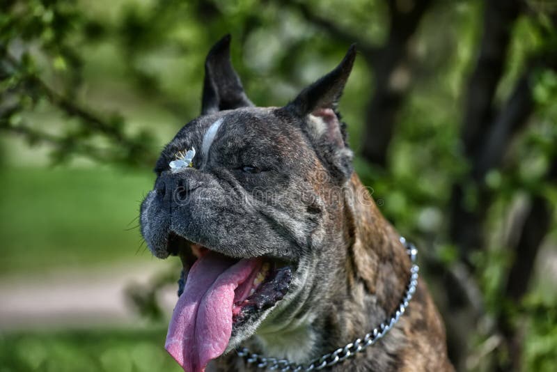 German Boxer with Cropped Ears Stock Photo - Image of doggy, bulldog ...