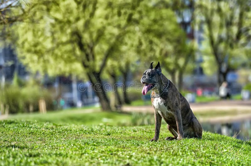 German Boxer with Cropped Ears Stock Image - Image of dogscroppedears ...