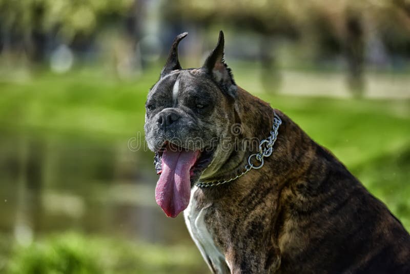 German Boxer with Cropped Ears Stock Photo - Image of breed, friends ...