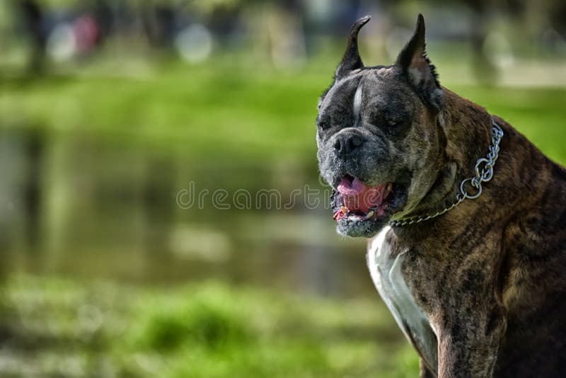 German Boxer with Cropped Ears Stock Photo - Image of green, cute: 93233436