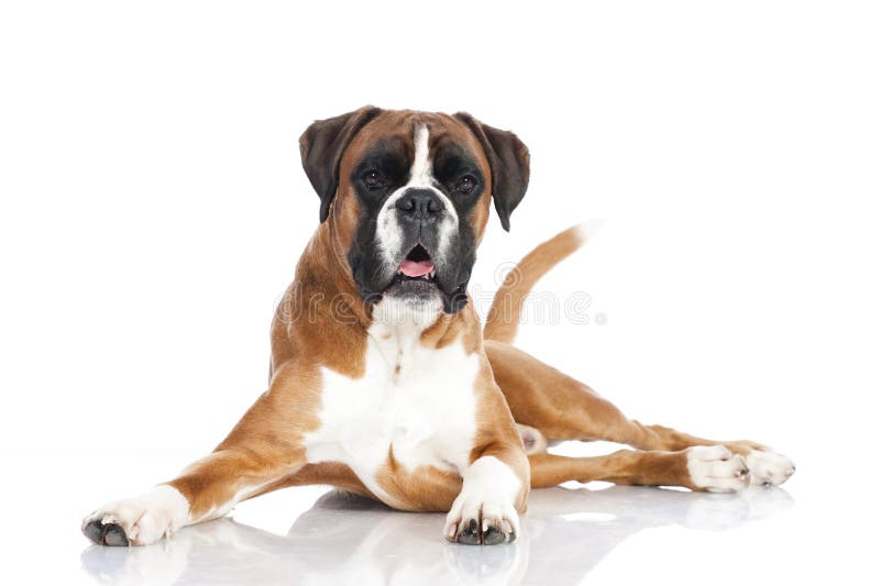 Boxer Dog in Chair stock photo. Image of canine, lounging - 18946670