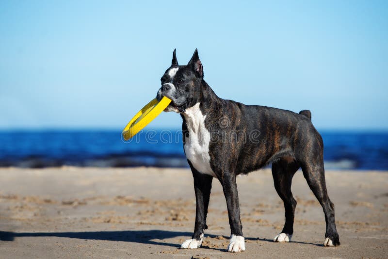 German Boxer Dog on the Beach in Summer Stock Photo - Image of nature ...