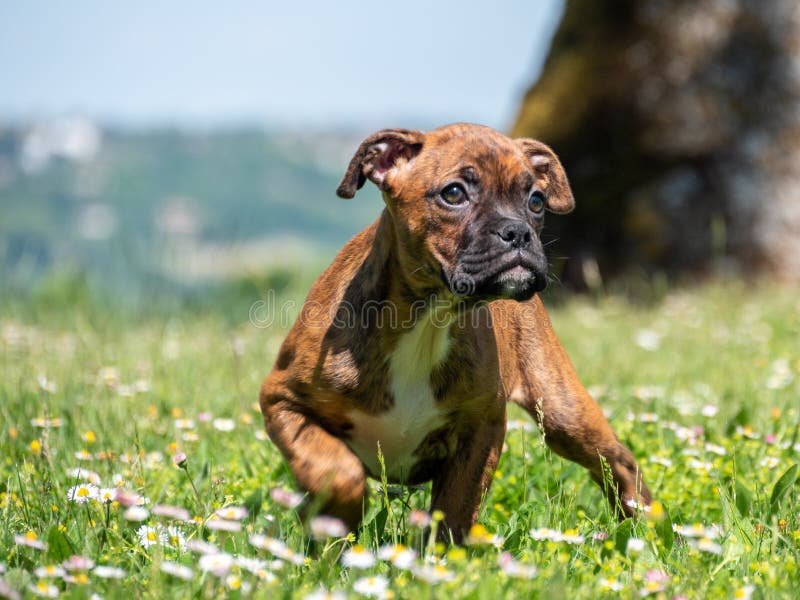 German boxer dog in field stock image. Image of boxer - 266063985
