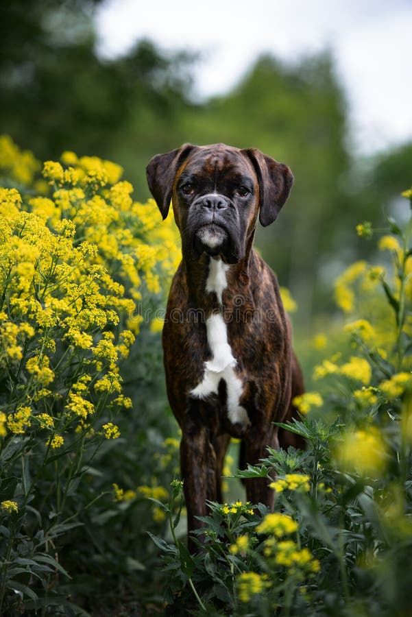 German Boxer Dog Posing Outdoors in Summer Stock Photo - Image of ...