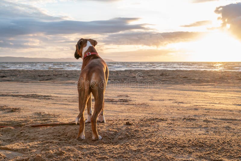A German Boxer Dog Sitting on the Seashore. Silhouette of a Dog during ...