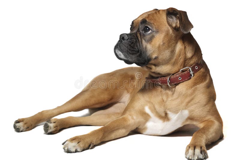 Confused dog stock image. Image of pets, face, cute, canine - 18382227