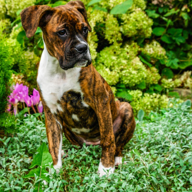 German boxer puppy stock photo. Image of brown, puppies - 135882890